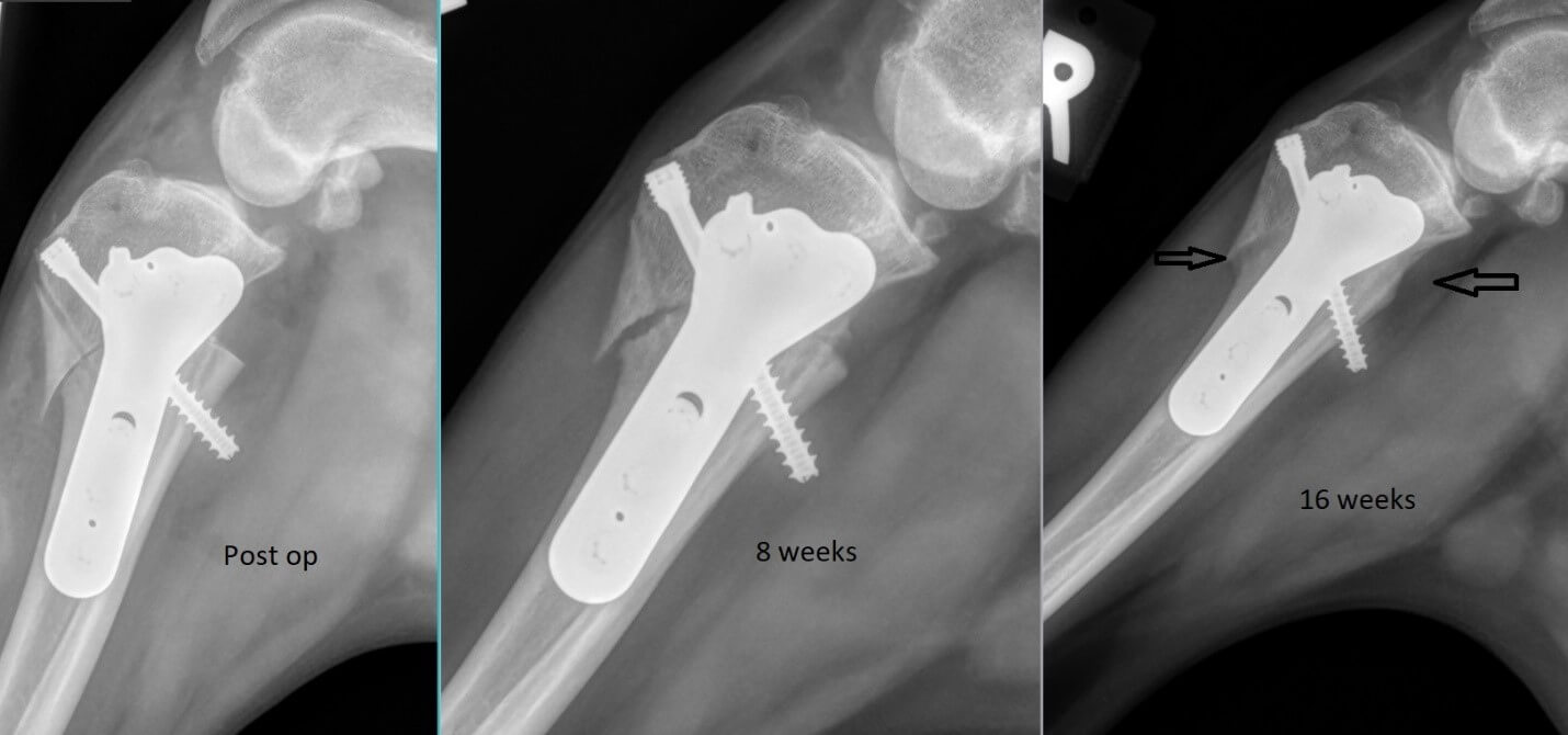 Cruciate Ligament Repair (CBLO) - Poulsbo Animal Clinic