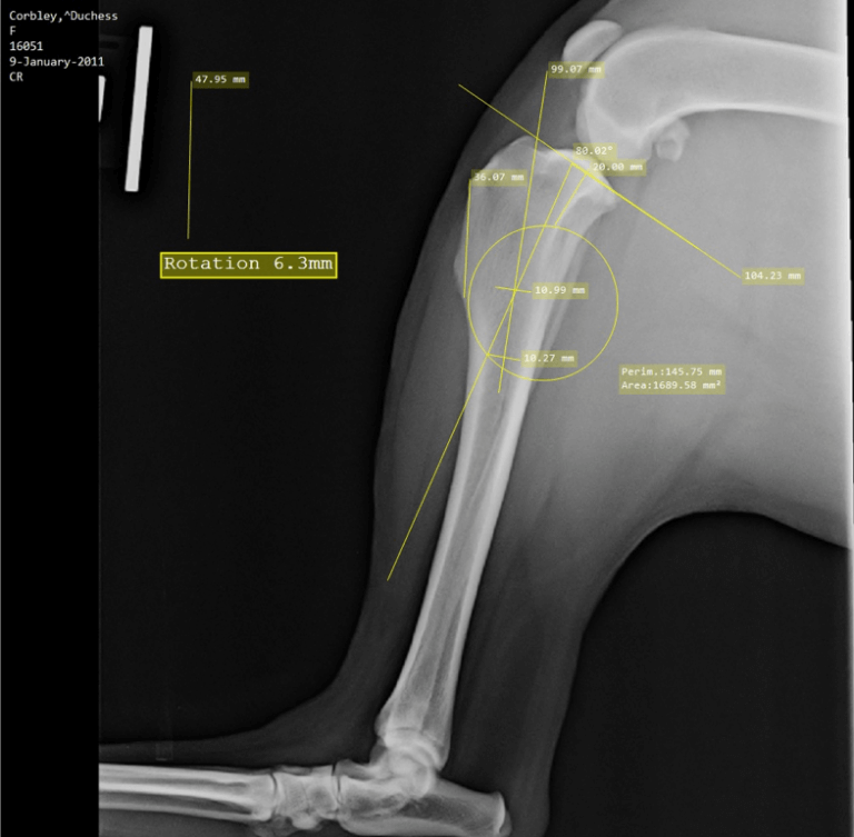 CBLO Veterinary Orthopedic Surgery - Poulsbo Anmal Clinic, Poulsbo, WA