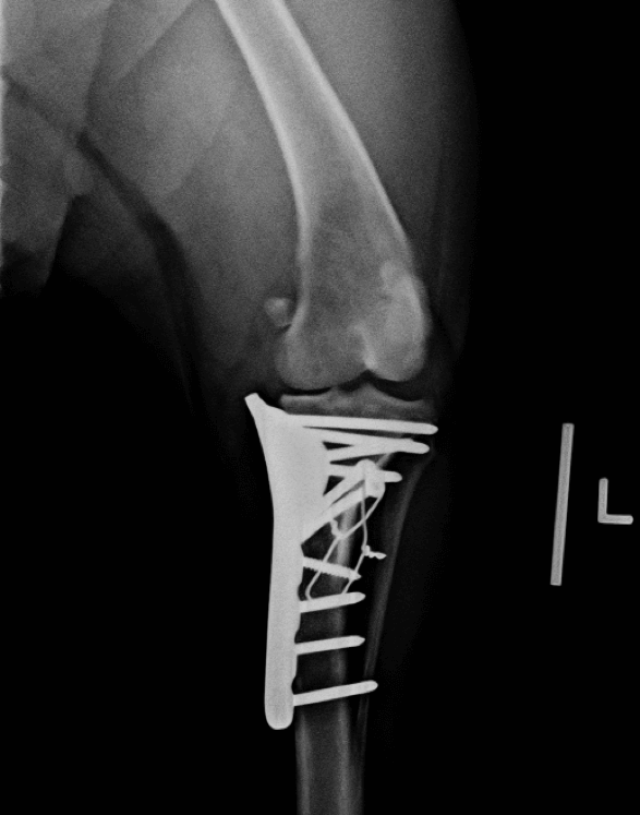 CBLO Veterinary Orthopedic Surgery - Poulsbo Anmal Clinic, Poulsbo, WA