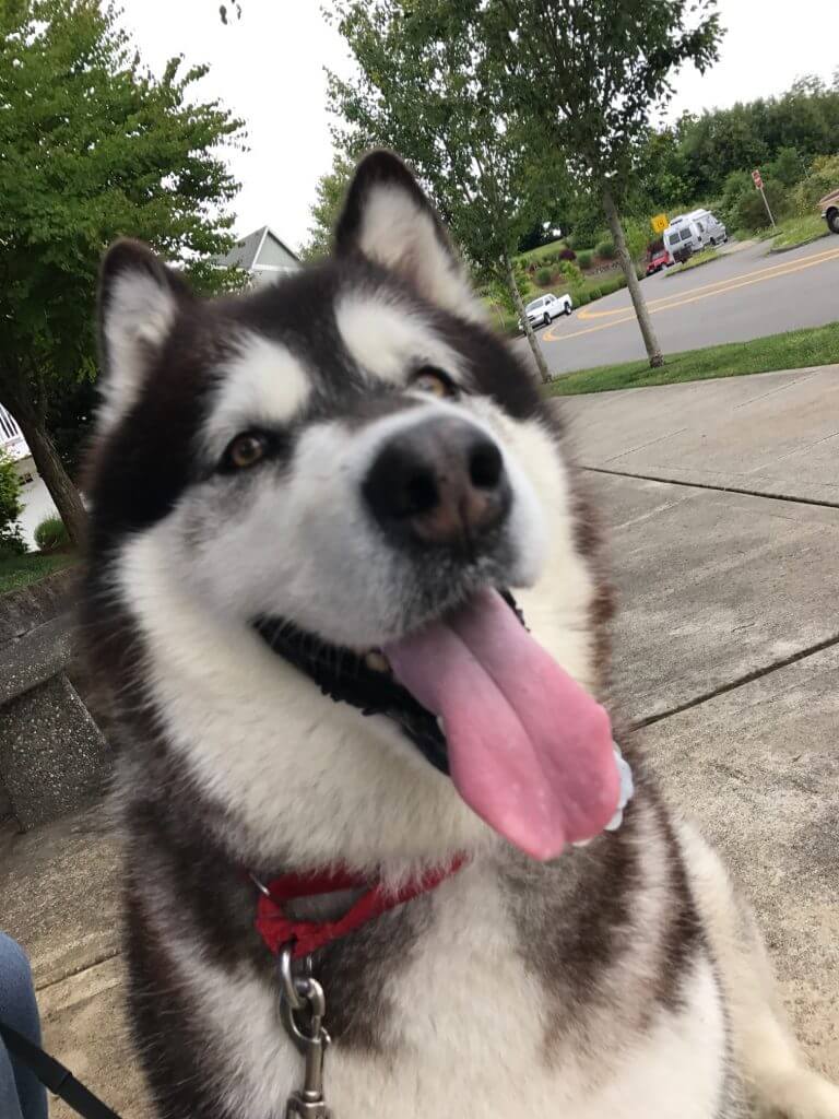 CBLO Veterinary Orthopedic Surgery - Poulsbo Anmal Clinic, Poulsbo, WA