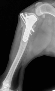 Cruciate Ligament Repair (CBLO) - Poulsbo Animal Clinic