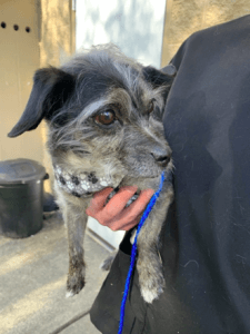 Cruciate Ligament Repair (CBLO) - Poulsbo Animal Clinic